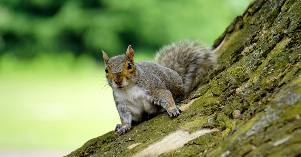 Making Sure Squirrels Don't Chew On Your Wooden Deck - Albaugh & Sons