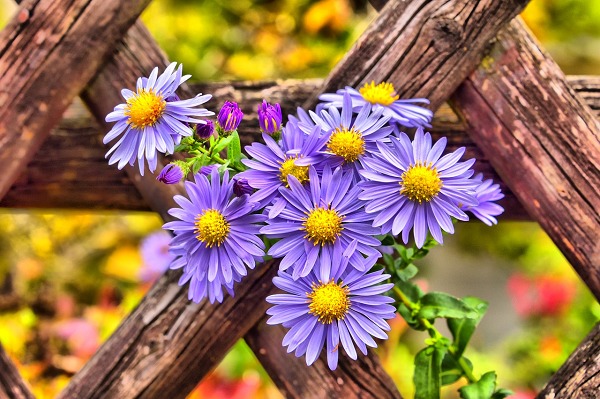 Ways You Can Design Your Fence Panels During Fall